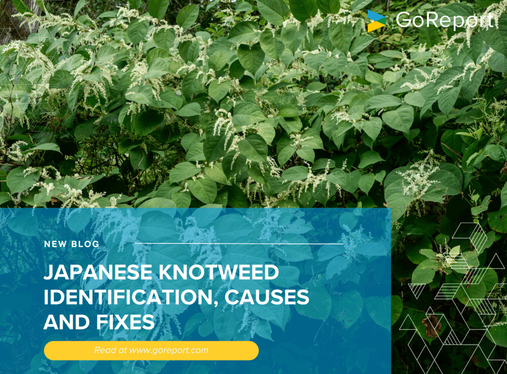Japanese Knotweed Identification, Causes and Fixes